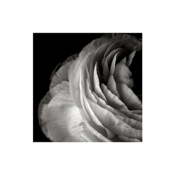 Chiaroscuro - Etsy
