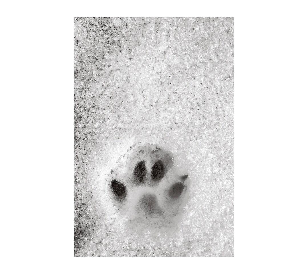 Fox Paw Print in Snow Photo, Black and White, Wildlife Woodland - Etsy UK