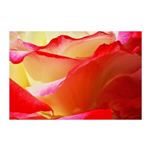 Frilly Rose Petals Photo Duet Fuchsia Pink Butter Yellow - Etsy