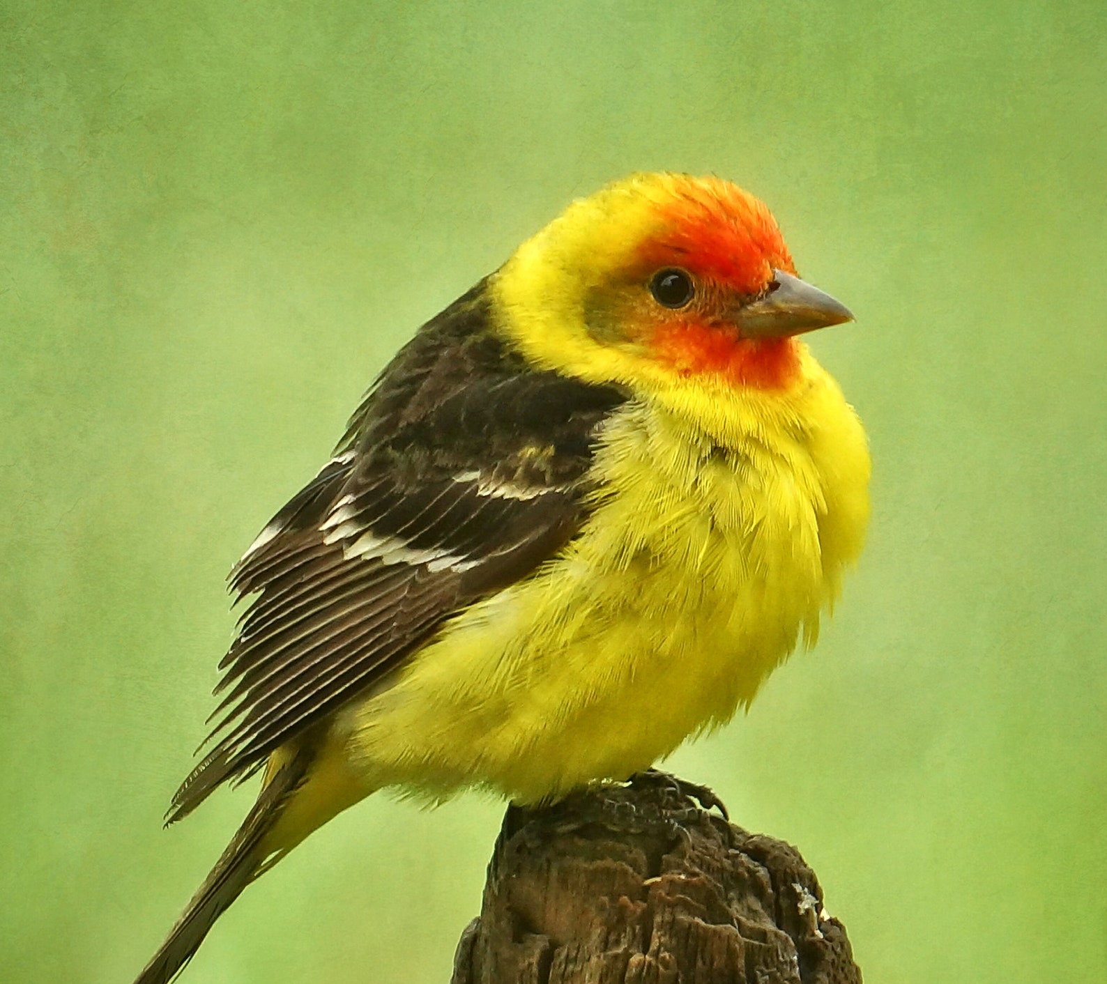 Tanager Photograph, Bird, Wildlife, Western Tanager, Nature Photography ...