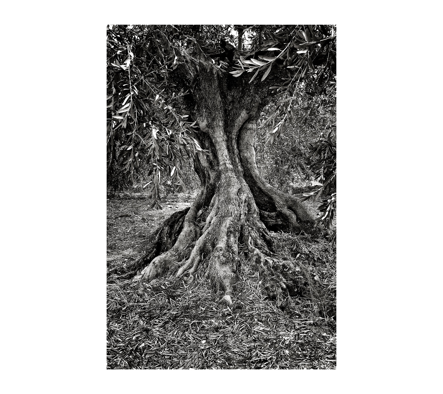Olive Tree Black And White