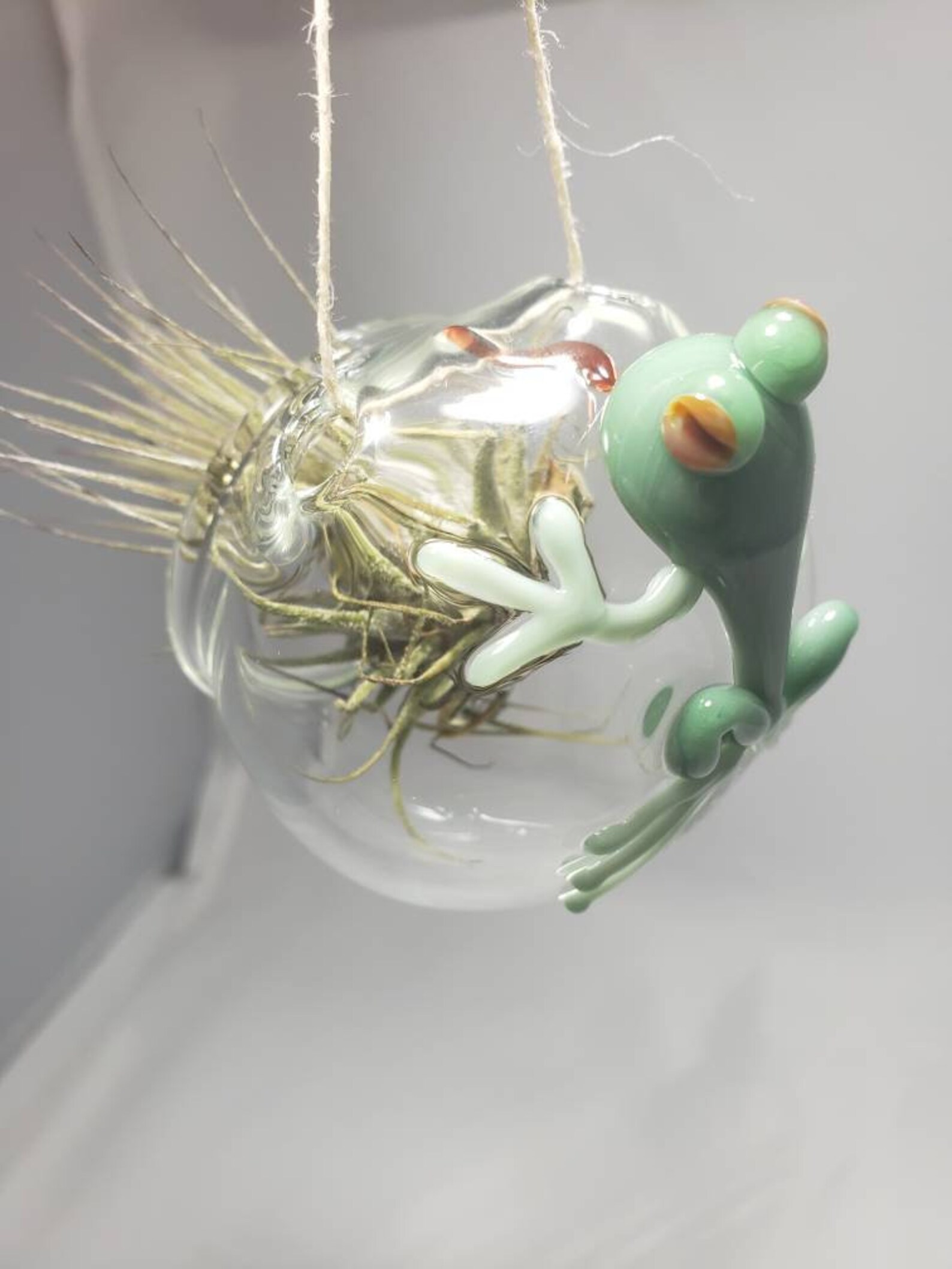 Mint Frog Terrarium | Etsy