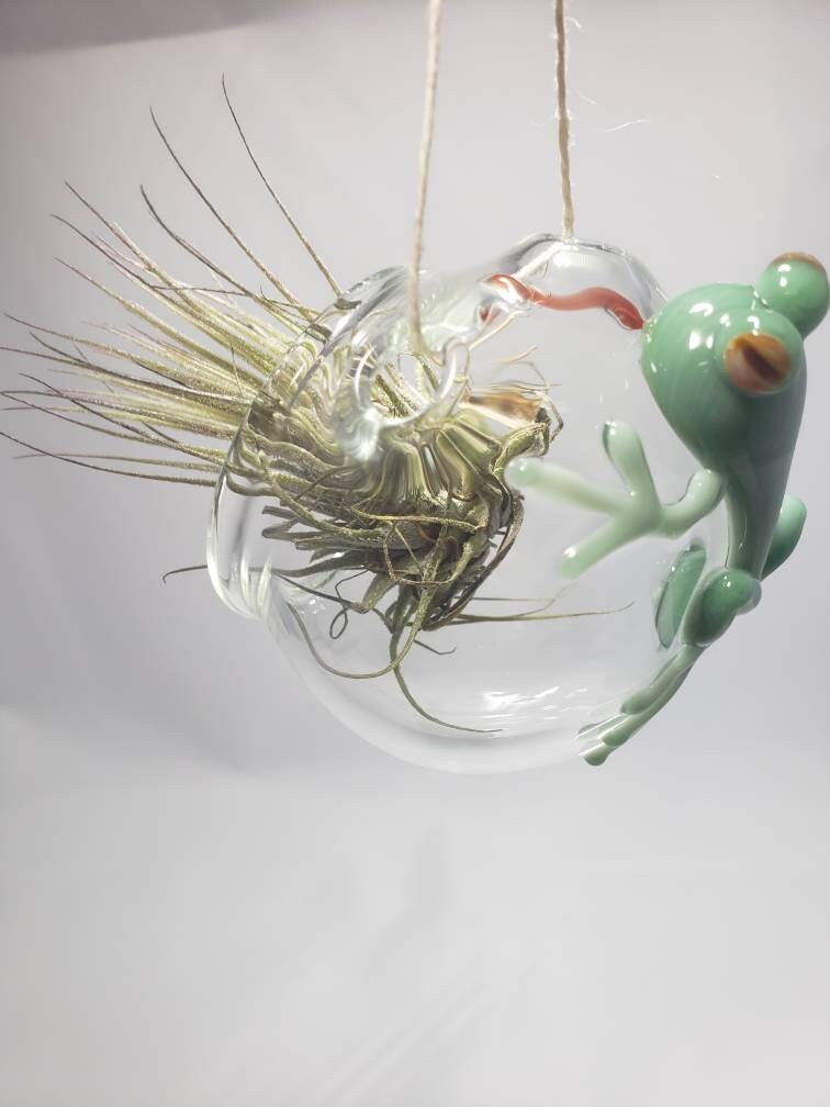 Mint Frog Terrarium | Etsy