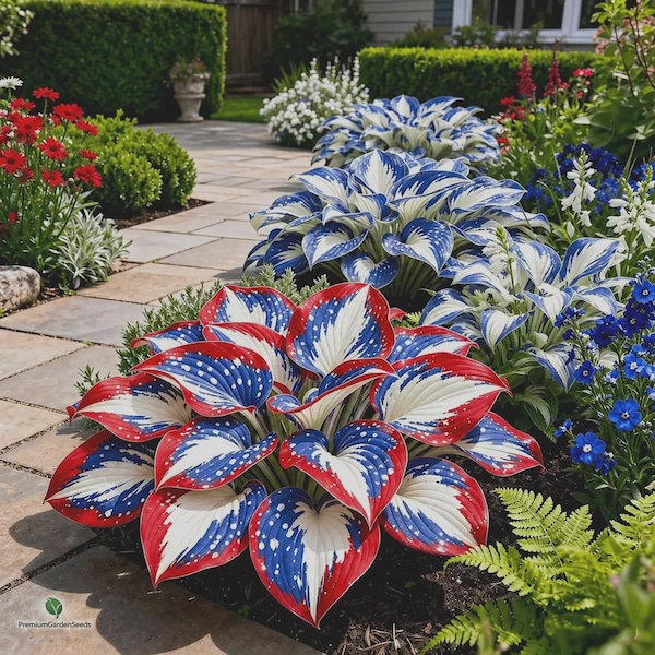 Hosta Rainbow Plants - Etsy