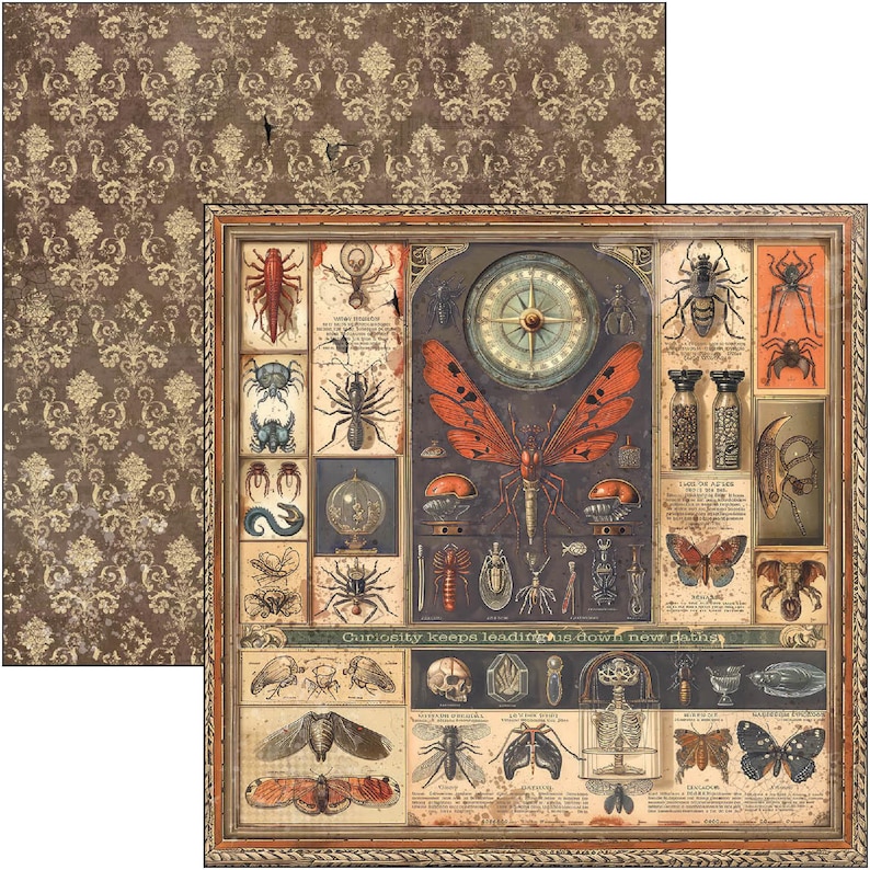 Ciao Bella Cabinet of Curiosities 12" X 12" Scrapbooking Paper Set ...