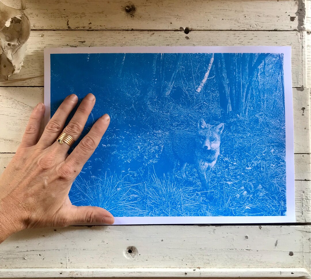 A4 Wildlife Portrait © Trail Camera Hand Pulled Prints Fine Arts ...