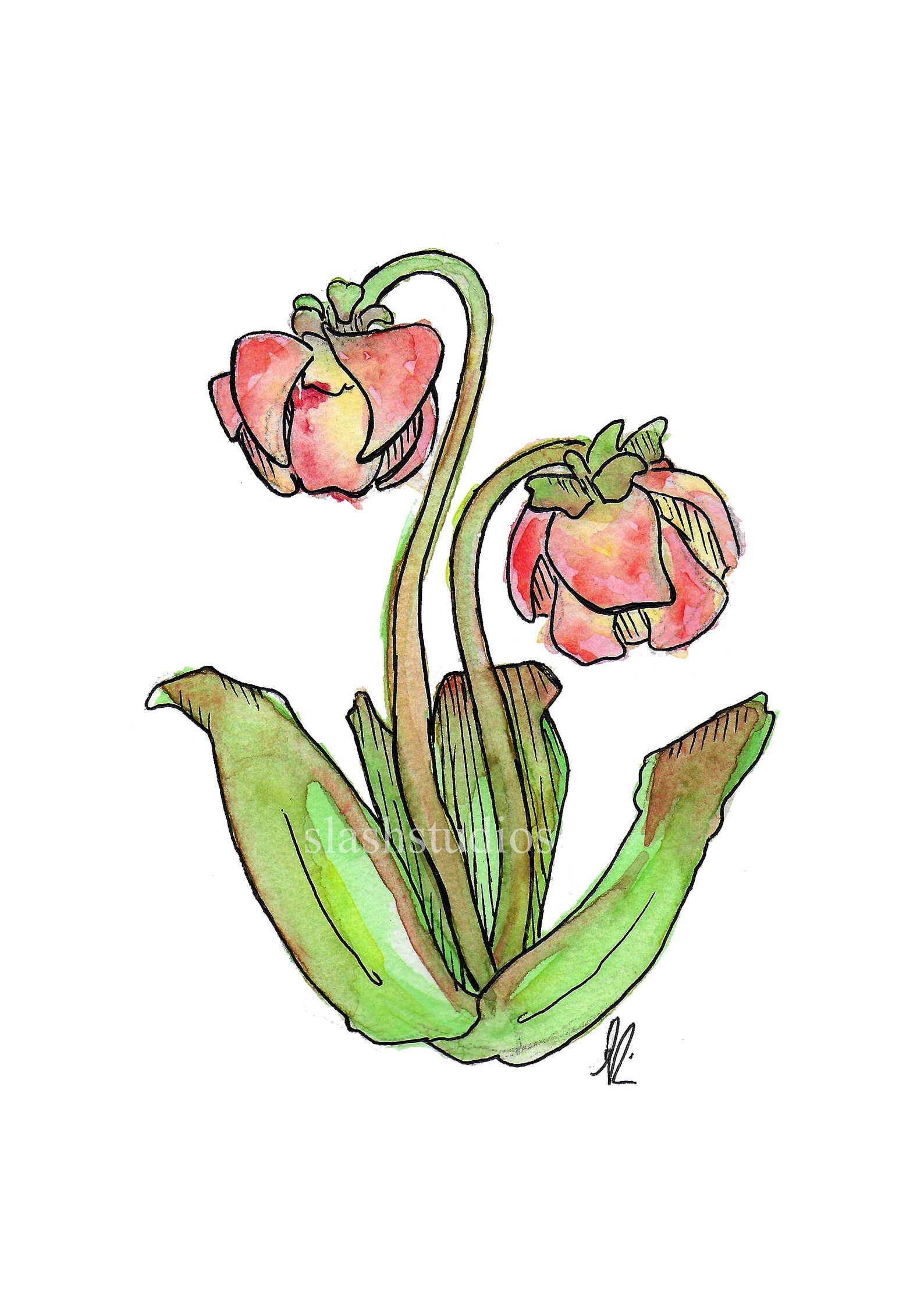 Watercolour Newfoundland Pitcher Plant Lined Drawing - Etsy
