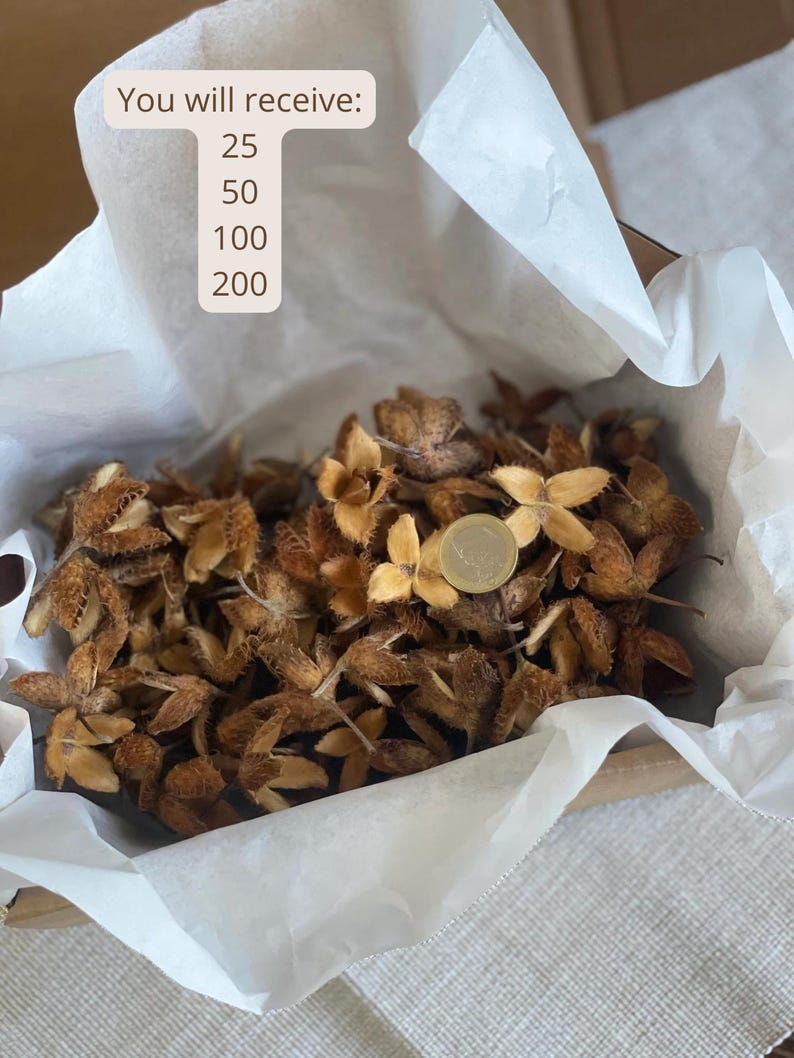 Beech Nuts for Crafts, Natural Fall Decor Supplies, Woodland Craft ...