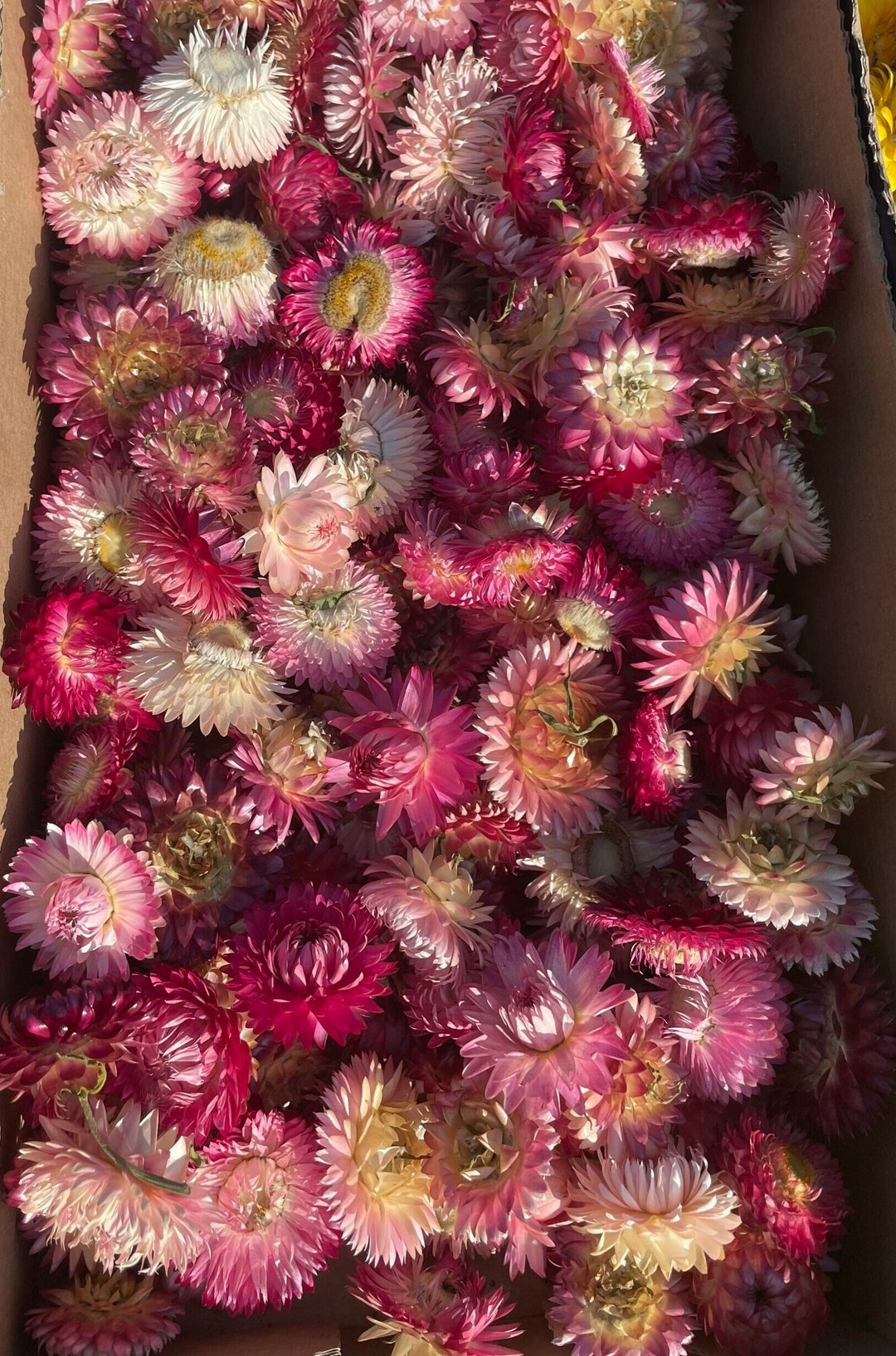 Dry Strawflower Head, Pink Bulk Offer 300 or 500 Pieces, Rustic Wedding ...