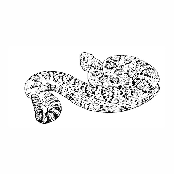 Diamondback Rattlesnake Coloring Page