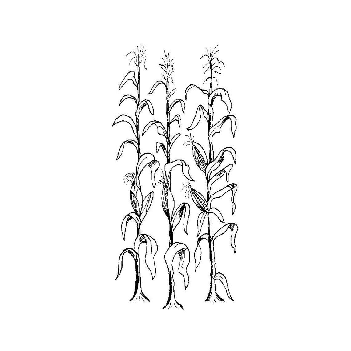 Cornstalks 1579J Beeswax Rubber Stamps Unmounted, Cling, Mounted Stamp ...