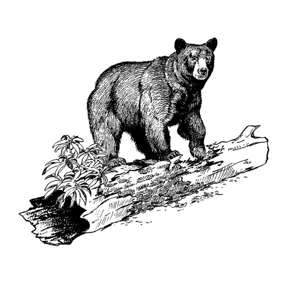 Hollow Log Drawing