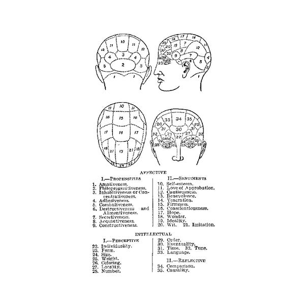 Phrenology - Etsy