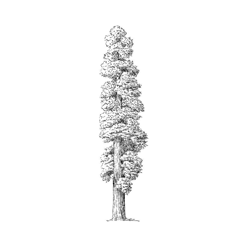 Redwood Tree 869M Beeswax Rubber Stamps Unmounted Cling - Etsy