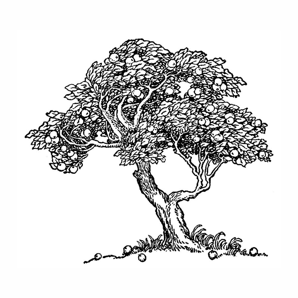 Apple Tree 1730M Beeswax Rubber Stamps Unmounted, Cling, Mounted Stamp ...