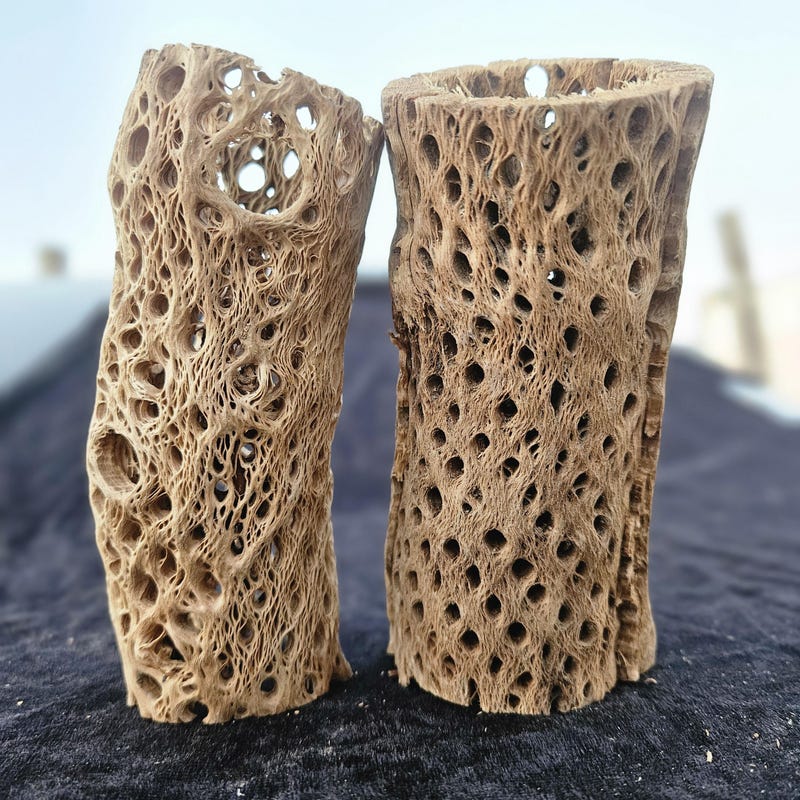 Cholla Hides - Etsy