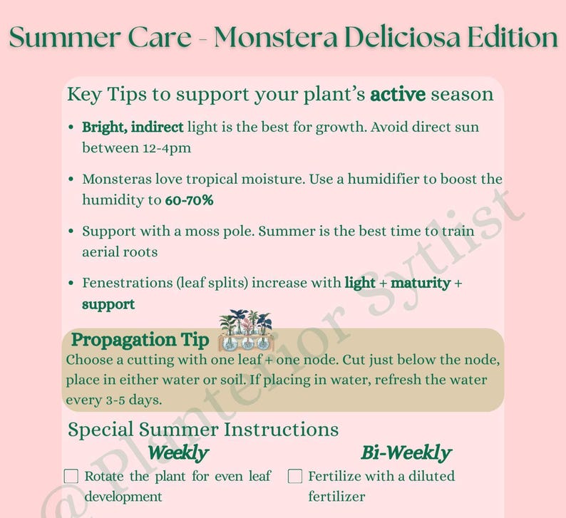 Summer Plant Care Bundle | Snake Plant, Pothos & Monstera | Indoor ...