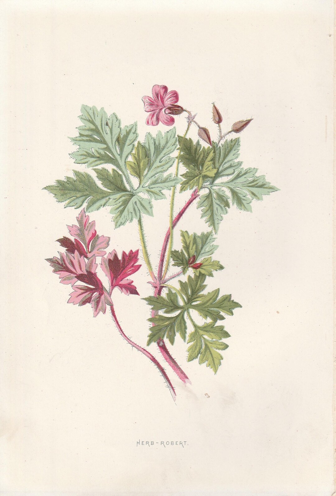 Antique Victorian Art Print-book Plate-lithograph Botanical Wildflowers ...