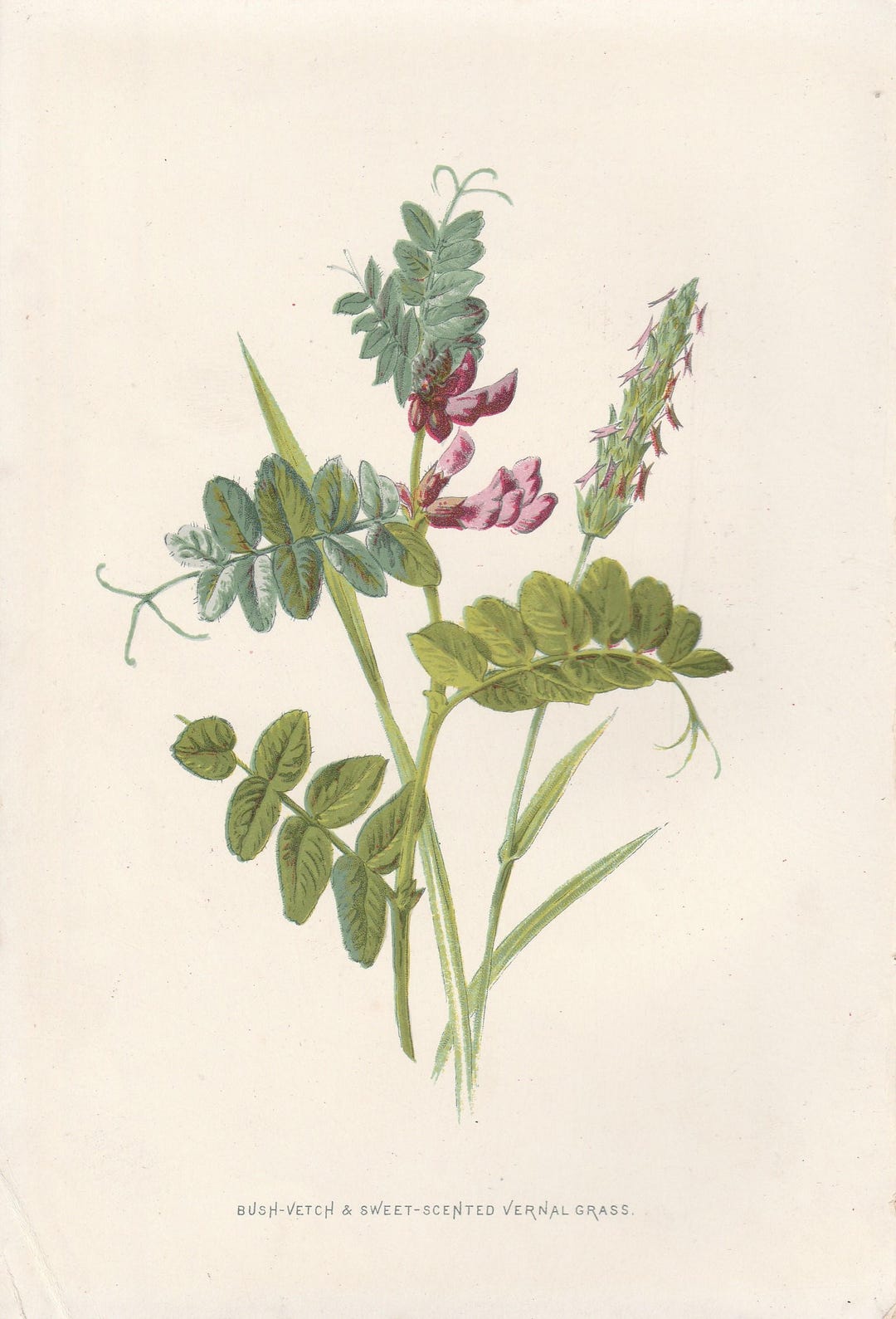 Antique Victorian Art Print-book Plate-lithograph Botanical Wildflowers ...