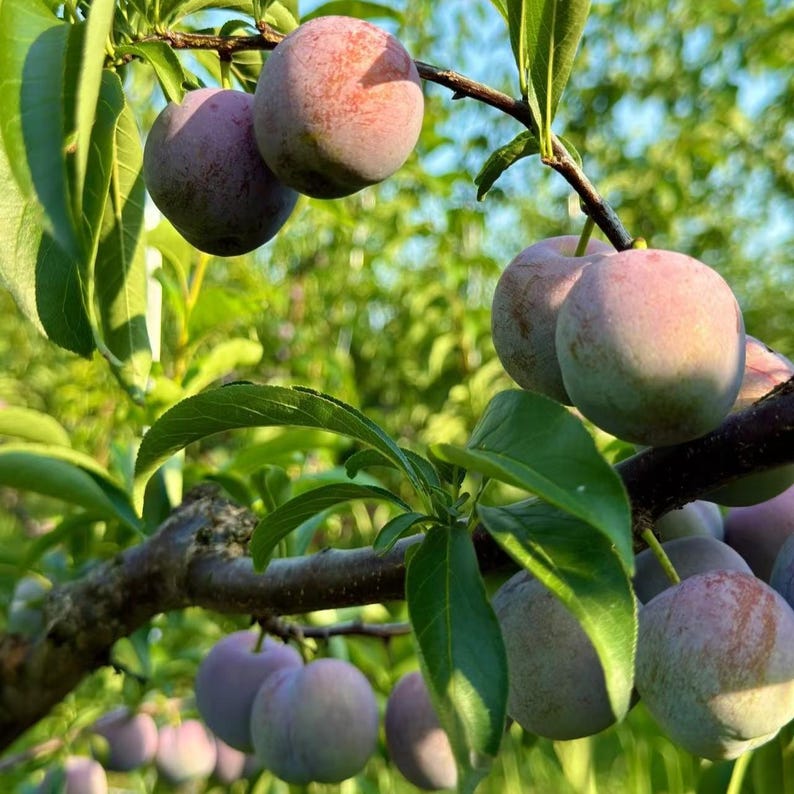 Black Crisp Plum Tree Sapling: Sweet, Crunchy, Heavy Bearing Fruit ...