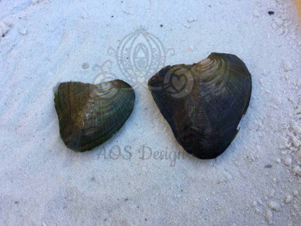 Pearl Oyster With Pearl Oyster Kit Craft Kit Kid Pearl in - Etsy