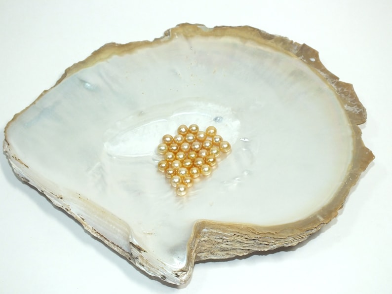 Saltwater Golden South Sea Pearls for DIY Jewelry & Unique Necklaces - Etsy