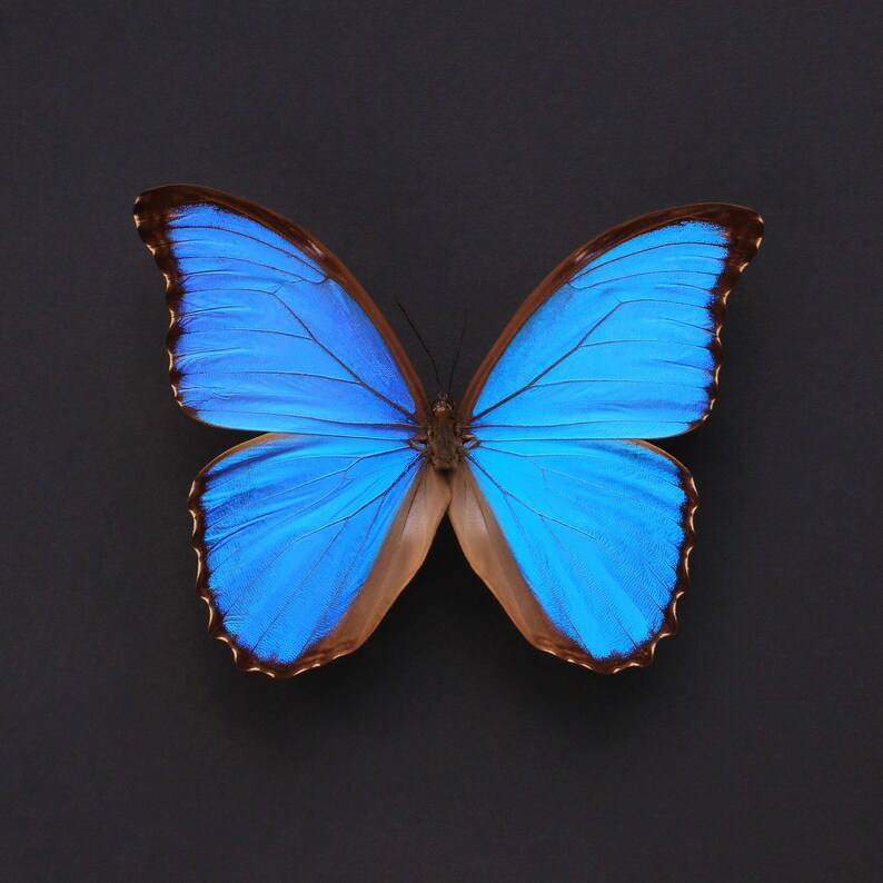 Blue Morpho Butterfly on Square Black/grey Background INSTANT - Etsy UK