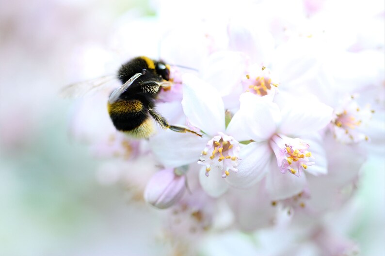 Bee and Pastel Flowers INSTANT DOWNLOAD - Etsy