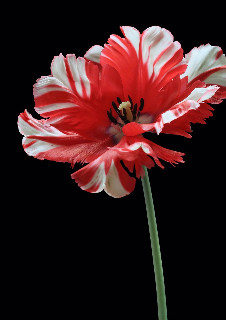 Red Parrot Tulip INSTANT DOWNLOAD - Etsy