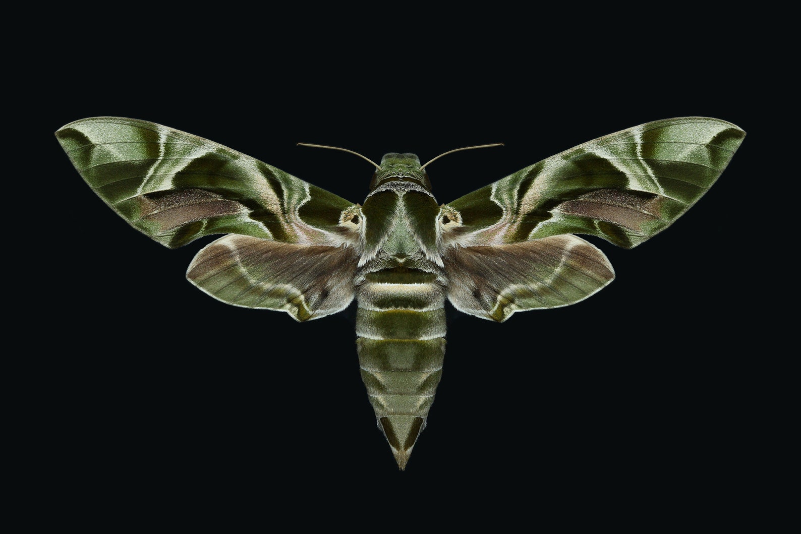 New! 'camouflage Hawk Moth on Black' INSTANT DOWNLOAD Printable Art for ...