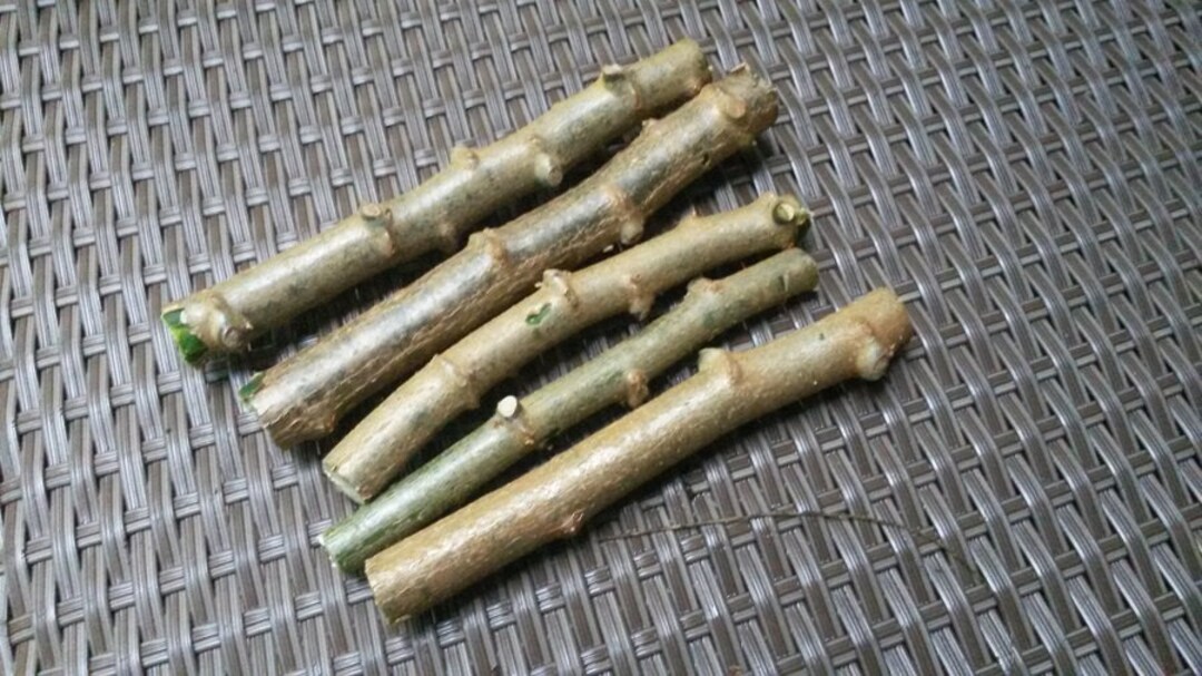 Cassava Manihot Esculenta 5 Cuttings Sweet Jamaica Red Organically ...