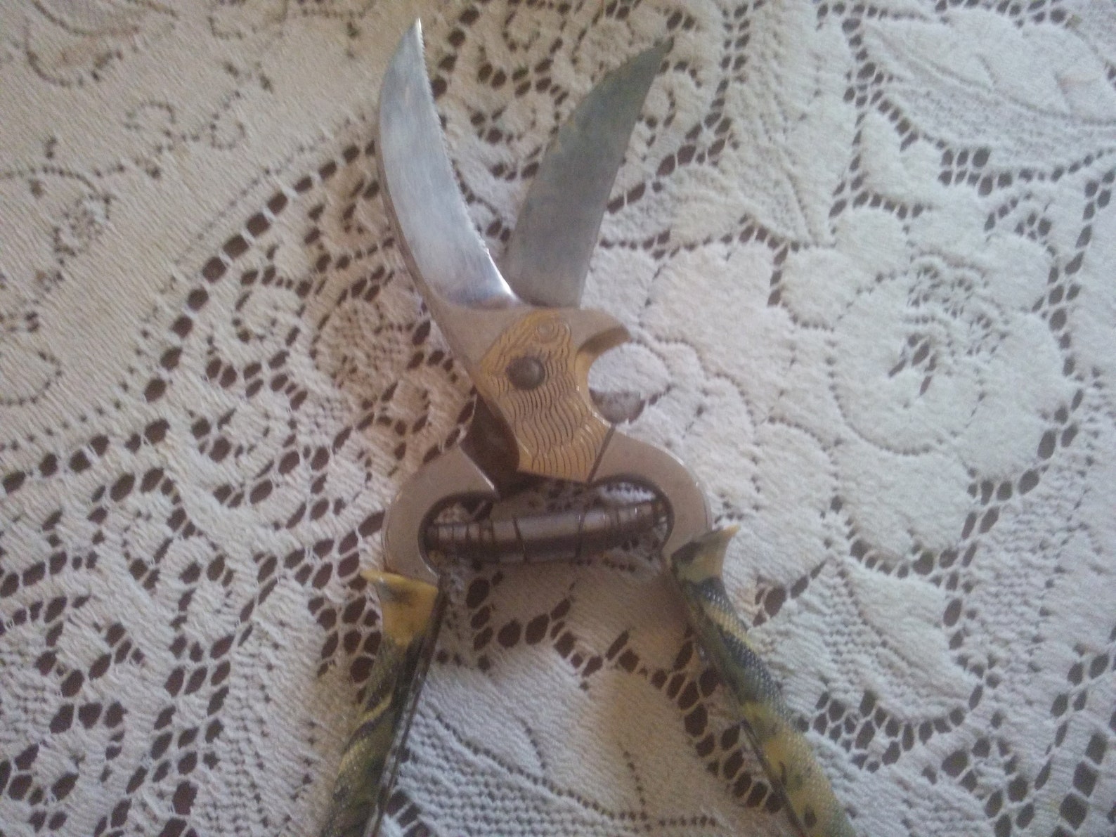 Vintage Poultry Cutter - Bird Shaped Poulty Cutter - Kitchen Shears ...