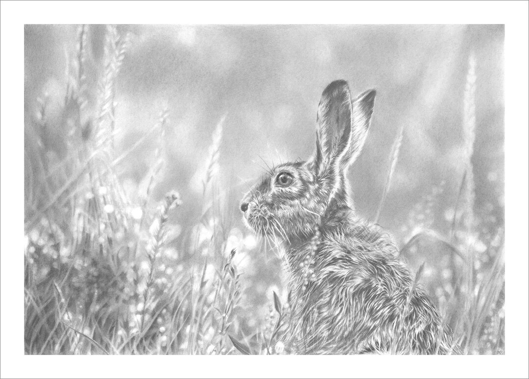 Hare Print, Fine Art Giclee Limited Edition, Drawing of a Hare, British ...