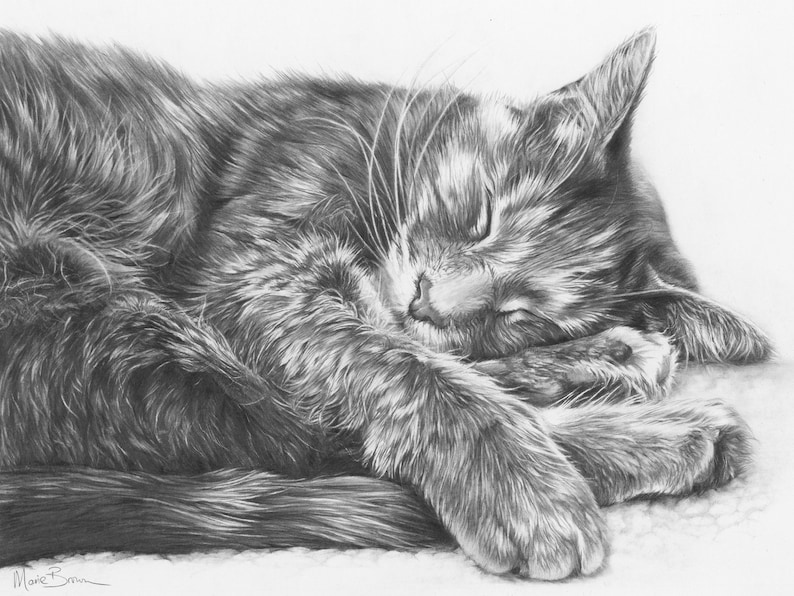 Tabby Cat Pencil Drawing Fine Art Art Print Perfect Gift for - Etsy