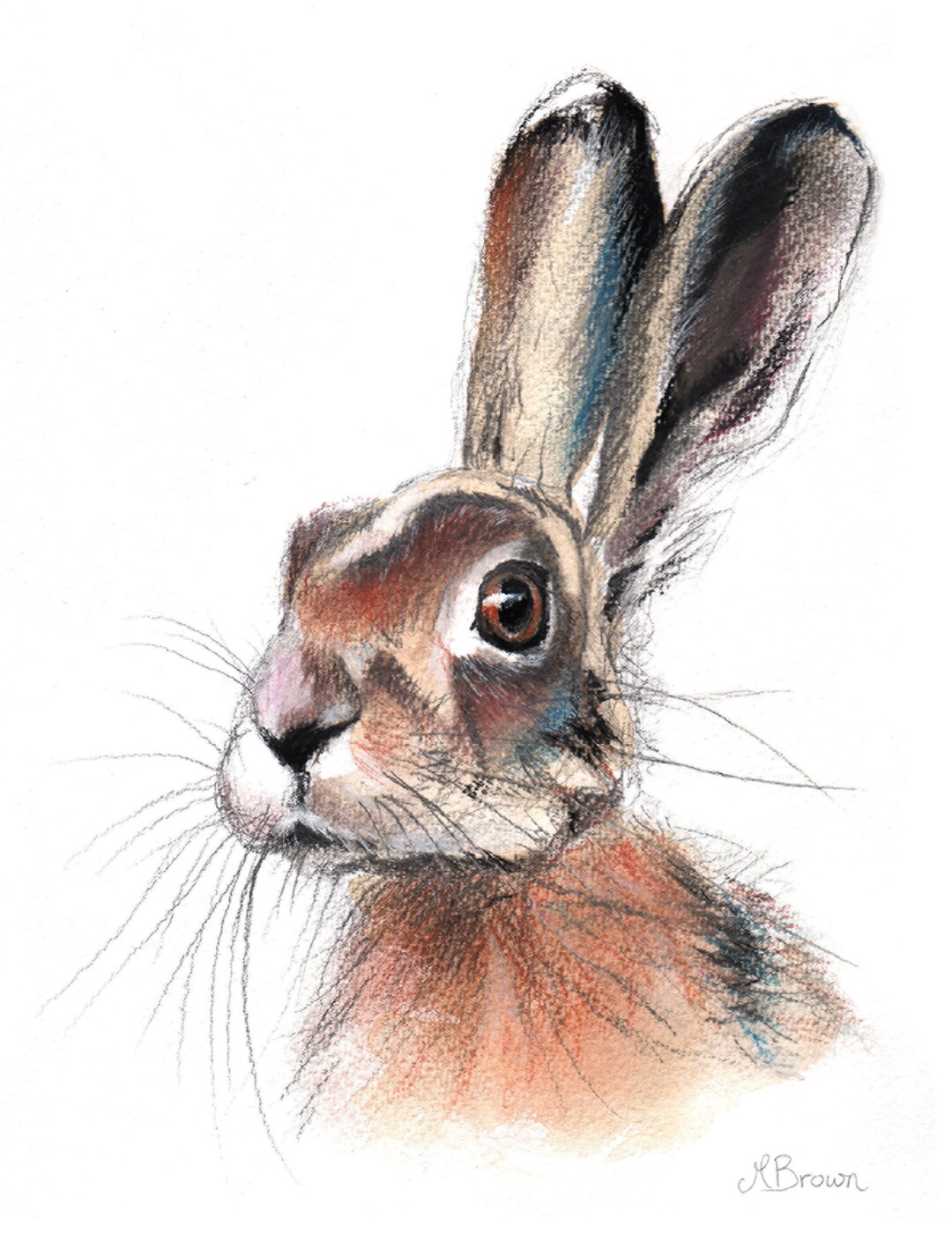 Hare Wildlife Art Print, Hare Drawing, Sketch of a Hare, Colourful Hare ...