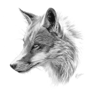 Fox Art Print Pencil Drawing Fox Wall Art Wildlife Art - Etsy