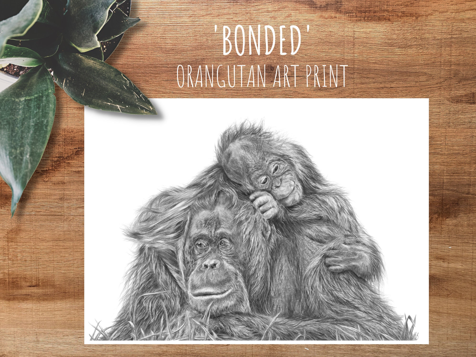Orangutan Mother and Baby Drawing Orangutan Art Print - Etsy UK