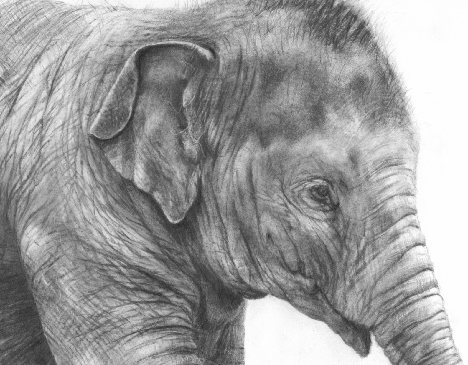 Elephant Drawing Fine Art Print Elephant Pencil Drawing - Etsy