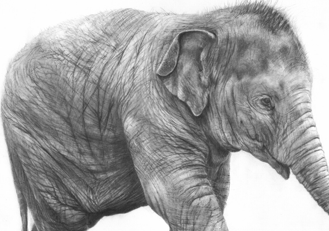 Elephant Drawing Fine Art Print Elephant Pencil Drawing - Etsy