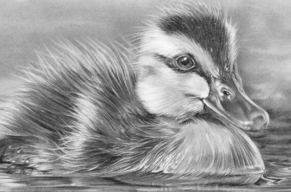 How To Draw A Realistic Duck Step By Step