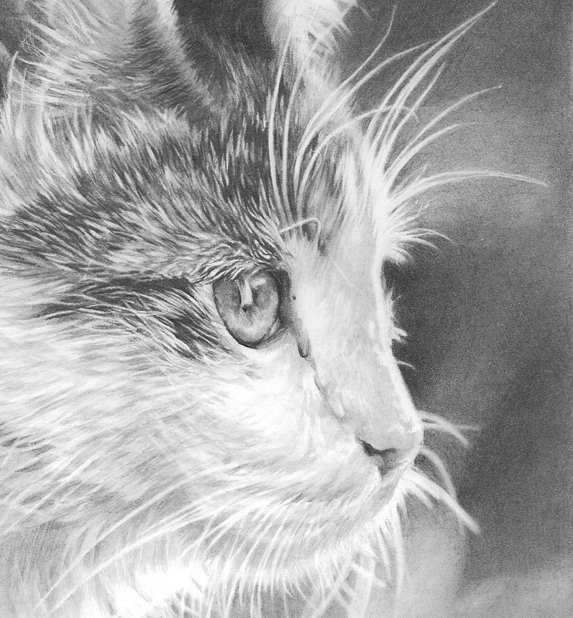 Cat Pencil Drawing Blank Art Card Cat Card Cat Art Cat | Etsy