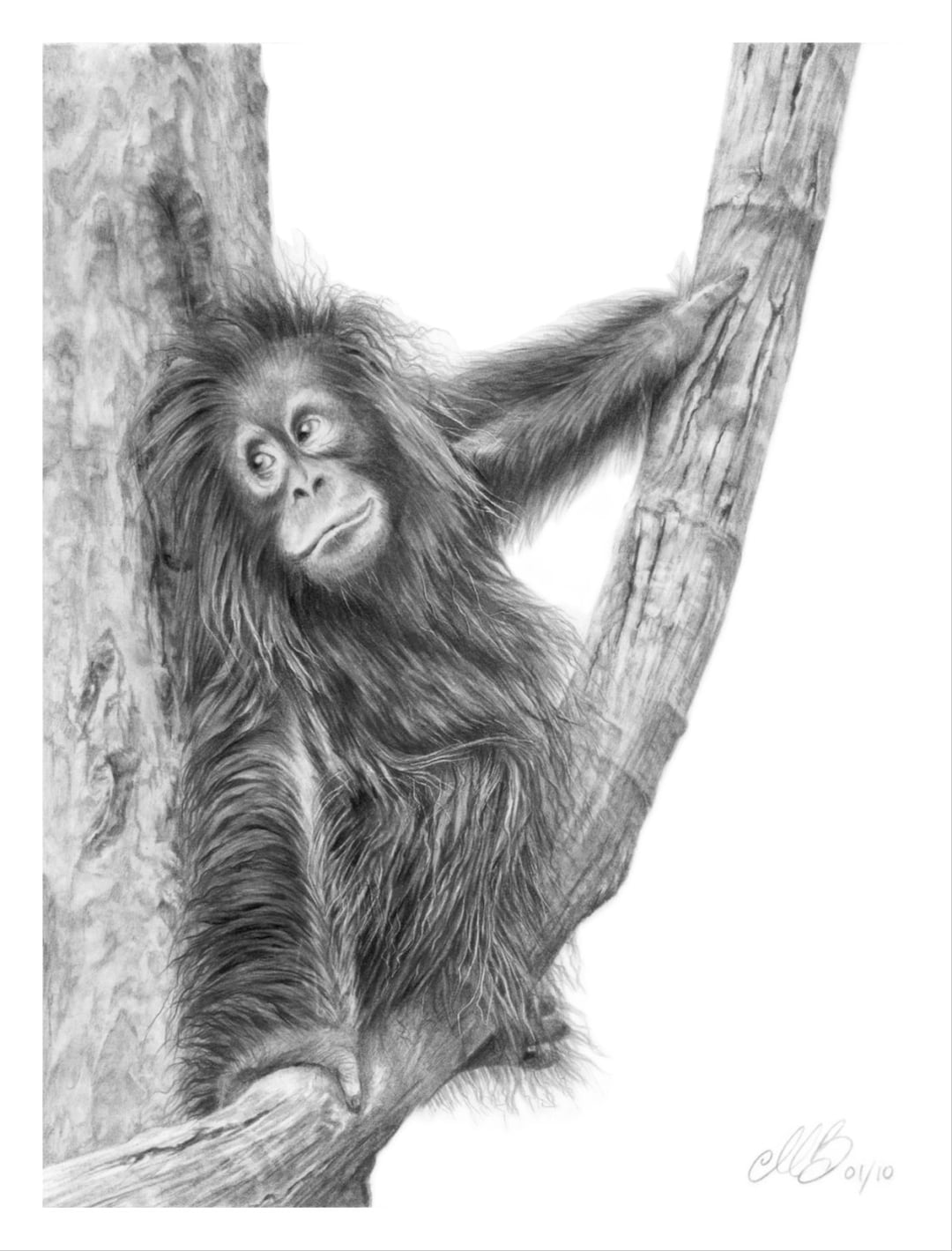 Orangutan Pencil Drawing Art Print | Primate Art | Orangutan Gift ...