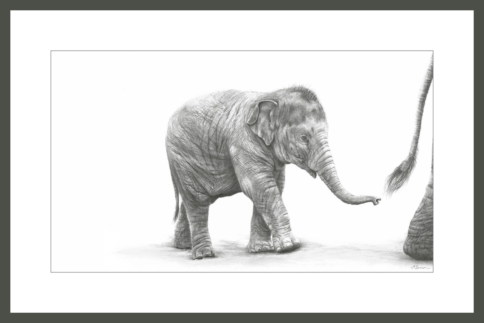Elephant Drawing Fine Art Print Elephant Pencil Drawing | Etsy