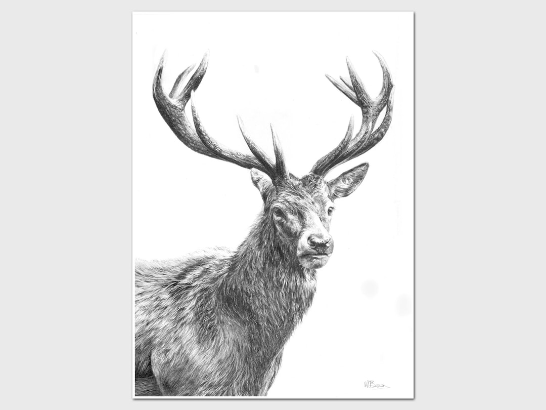 Stag Black and White Art Print, Modern Stag Wall Art, Highland Stag ...