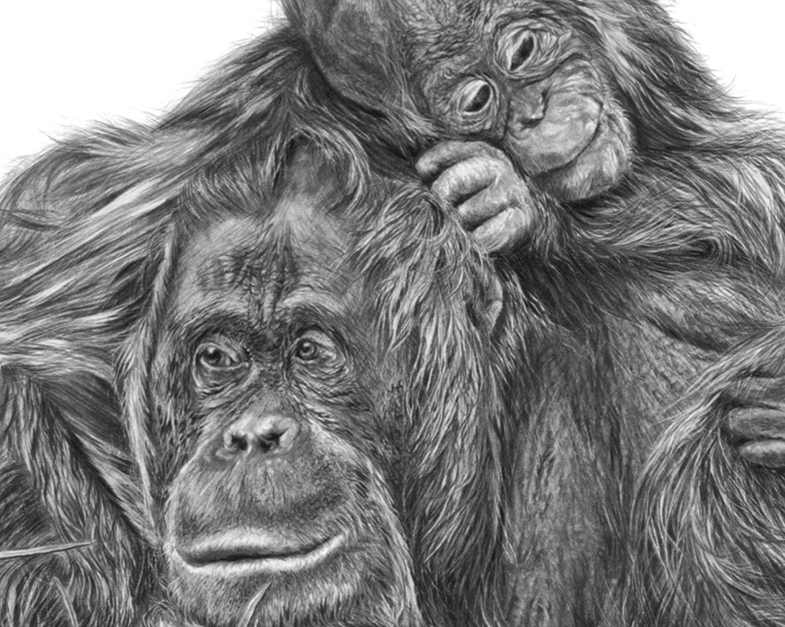 Orangutan Mother and Baby Drawing Orangutan Art Print - Etsy