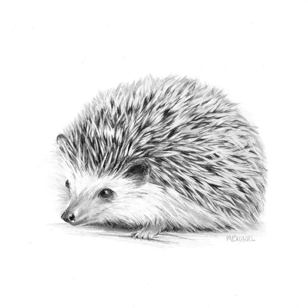 Hedgehog Art Print, Pencil Drawing, Hedgehog Wall Art, Wildlife Art ...