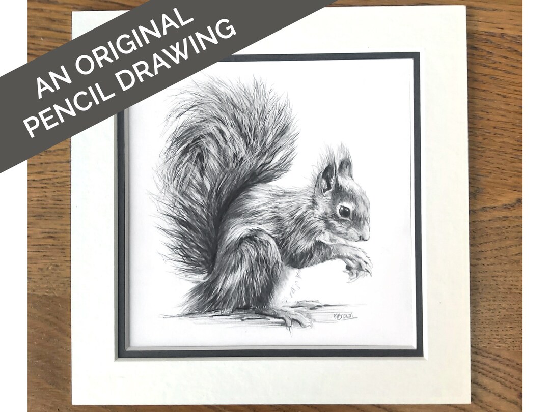 Original Red Squirrel Pencil Drawing, Squirrel Sketch Wall Art for ...
