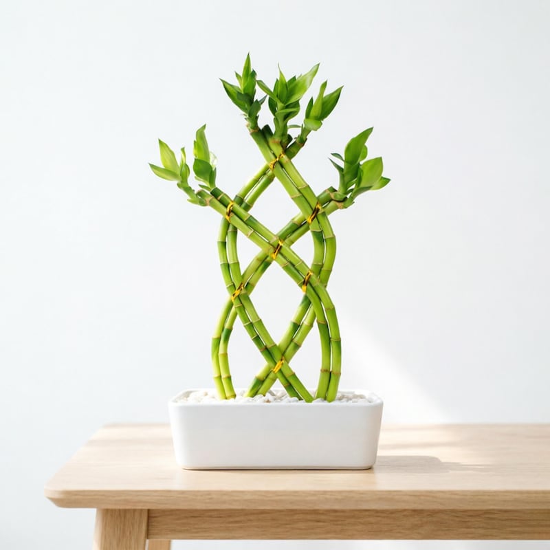 Bamboo Plant for Vase - Etsy