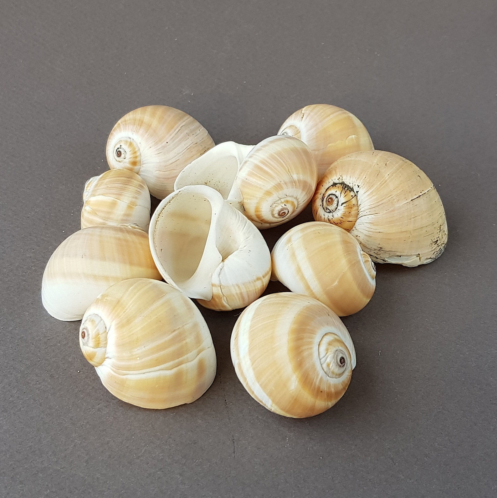10 Pcs Shark Eye Moon Seashells, Striped Natica Shells, Snails Seashell ...