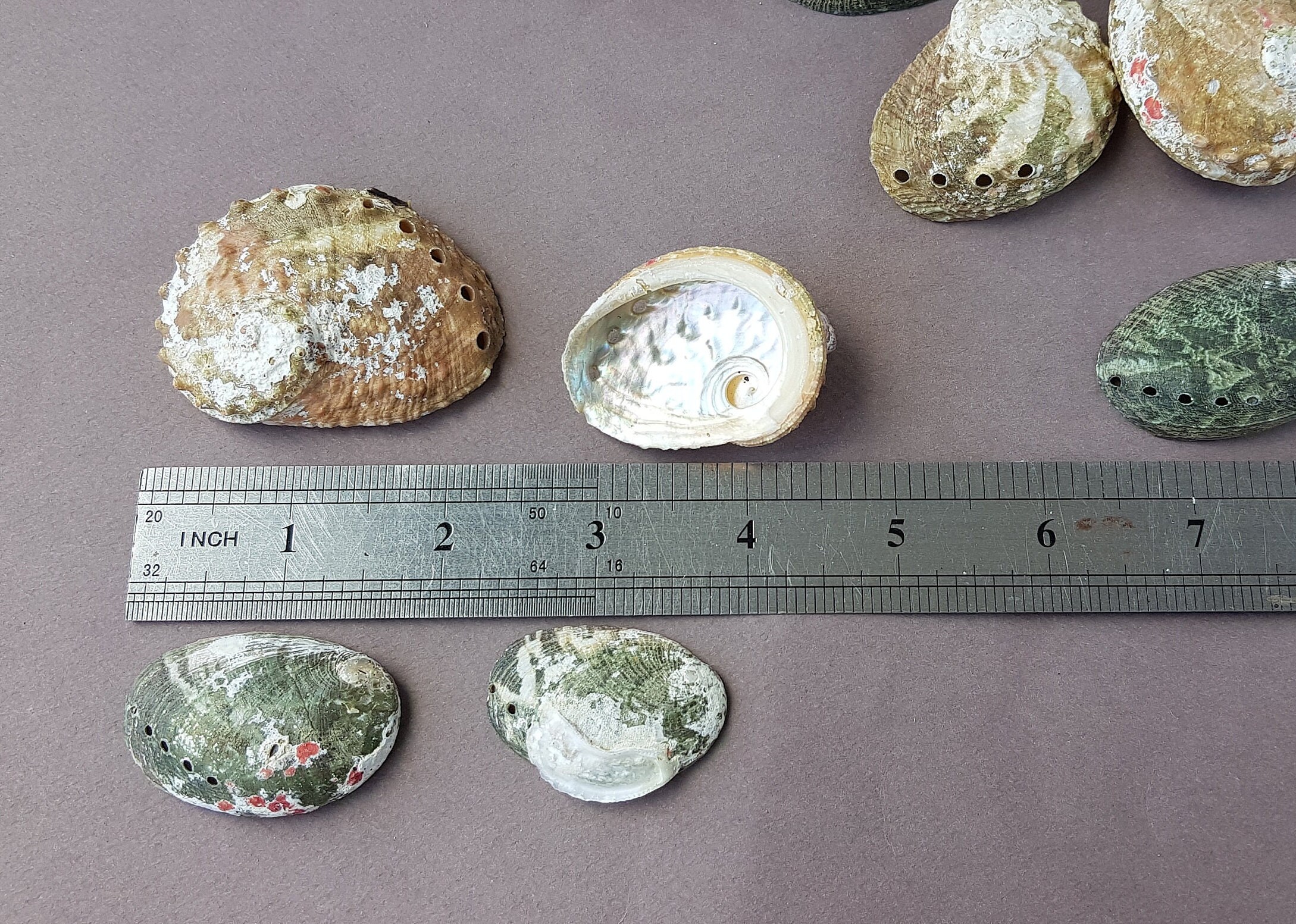 20 Abalone Shells Small Assorted Abalone Shell Beach Decor - Etsy